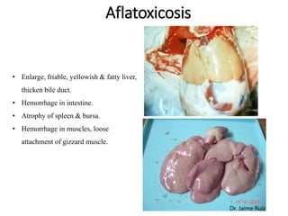Avian Pathology.pptx