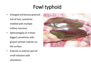 Avian Pathology.pptx