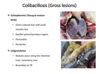 Avian Pathology.pptx