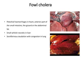 Avian Pathology.pptx