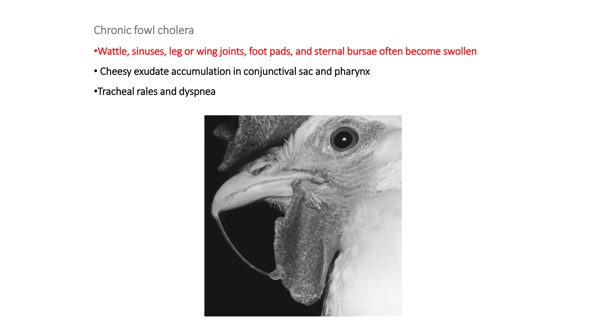 Avian Pathology.pptx