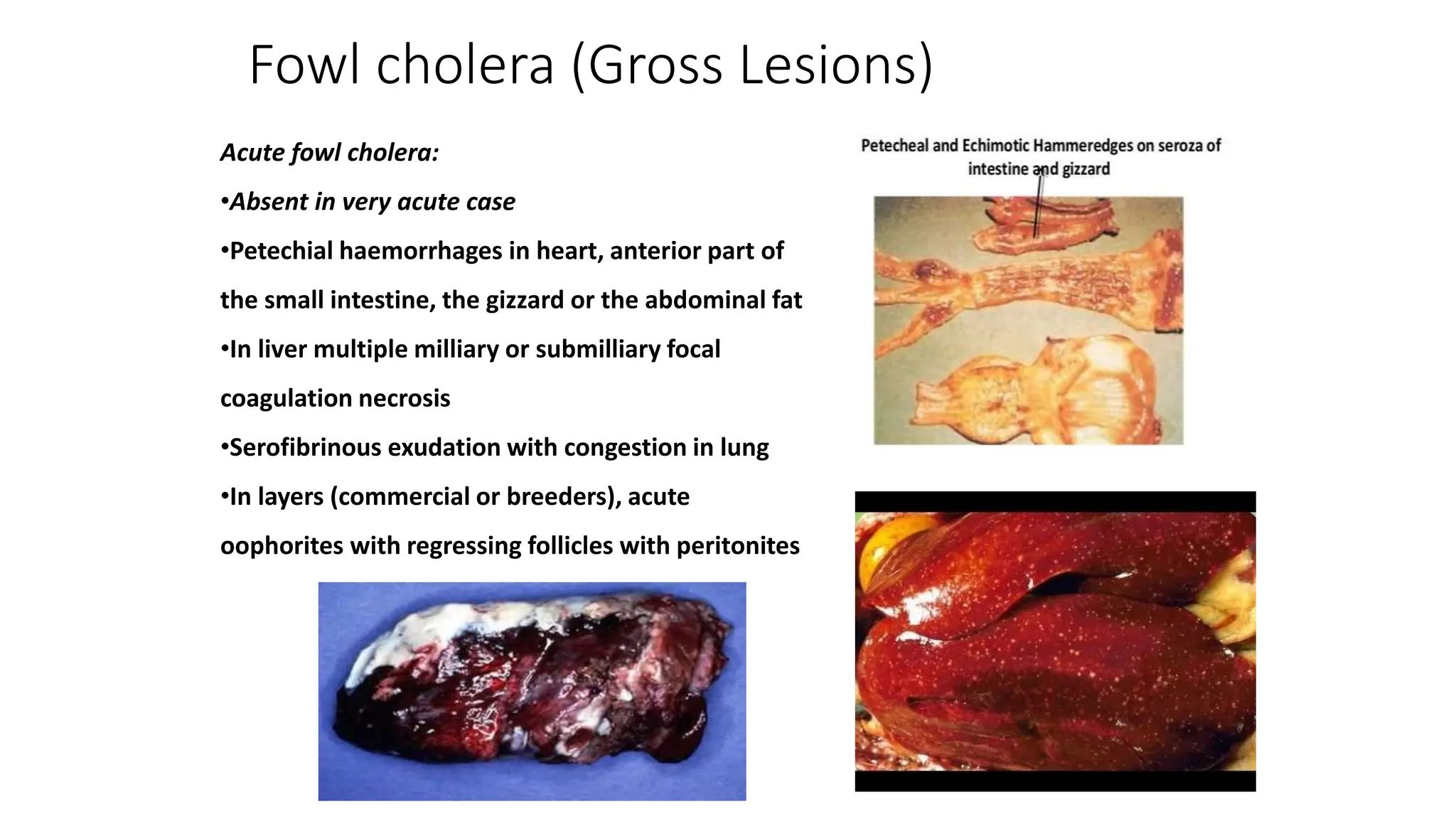 Avian Pathology.pptx