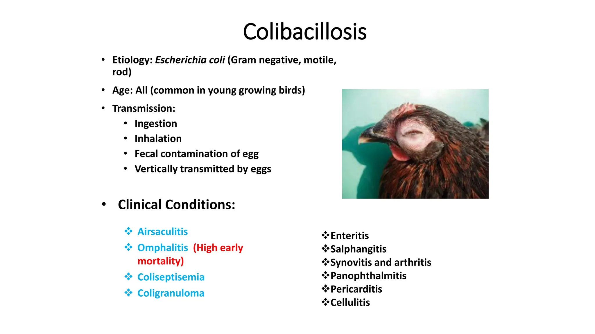 Avian Pathology.pptx