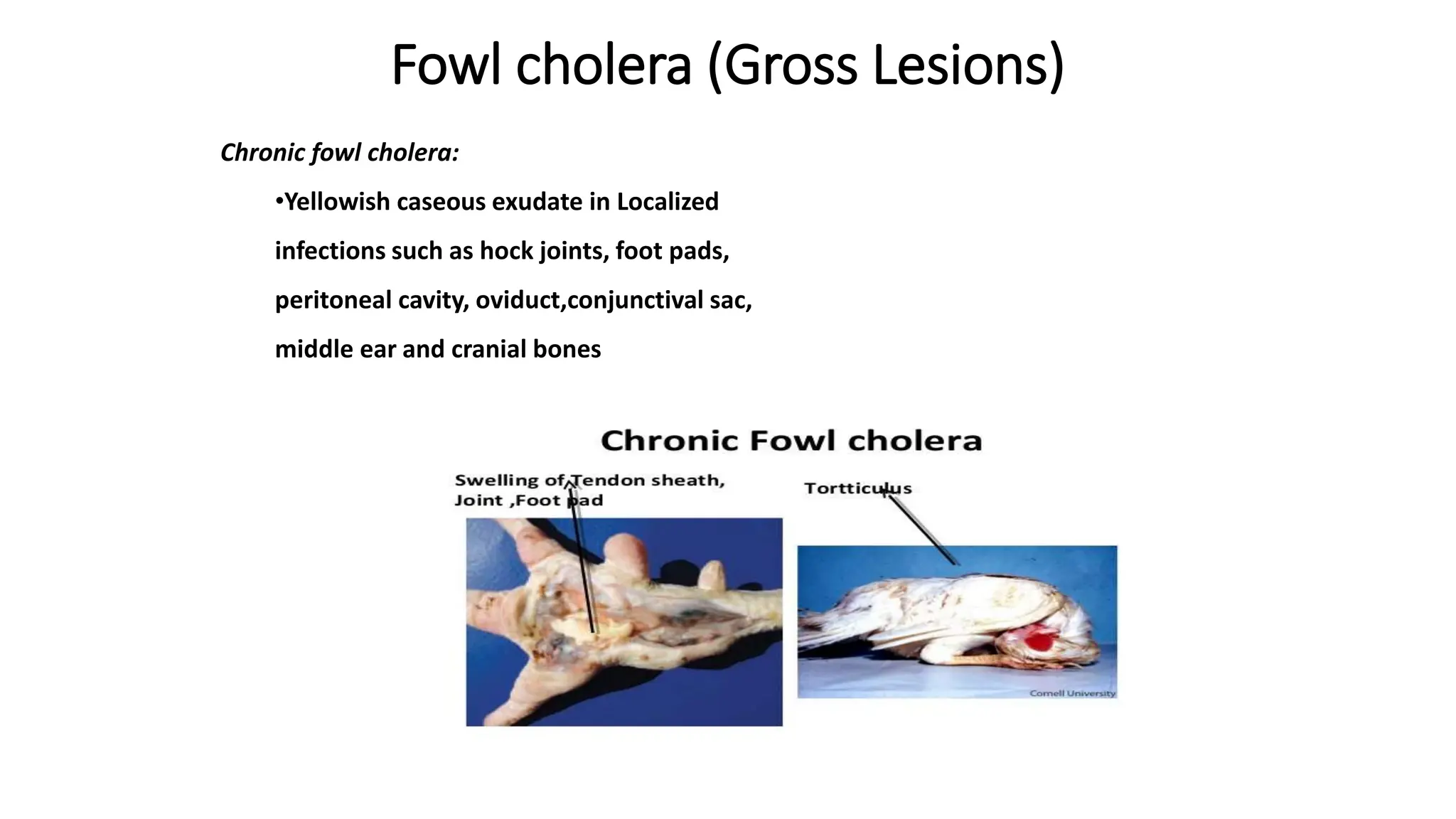 Avian Pathology.pptx