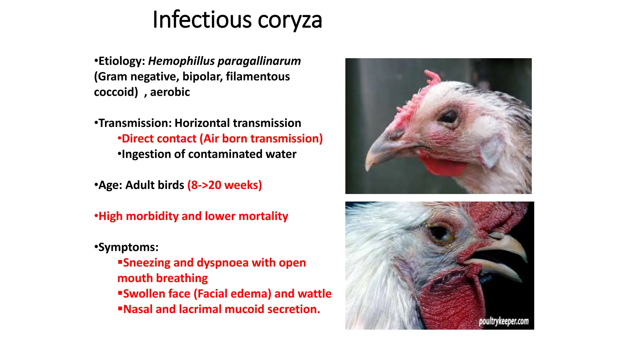 Avian Pathology.pptx