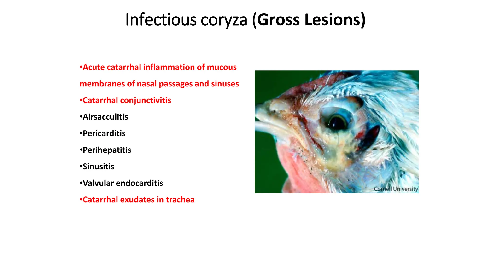 Avian Pathology.pptx