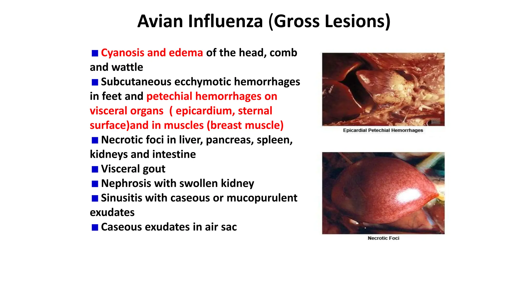 Avian Pathology.pptx