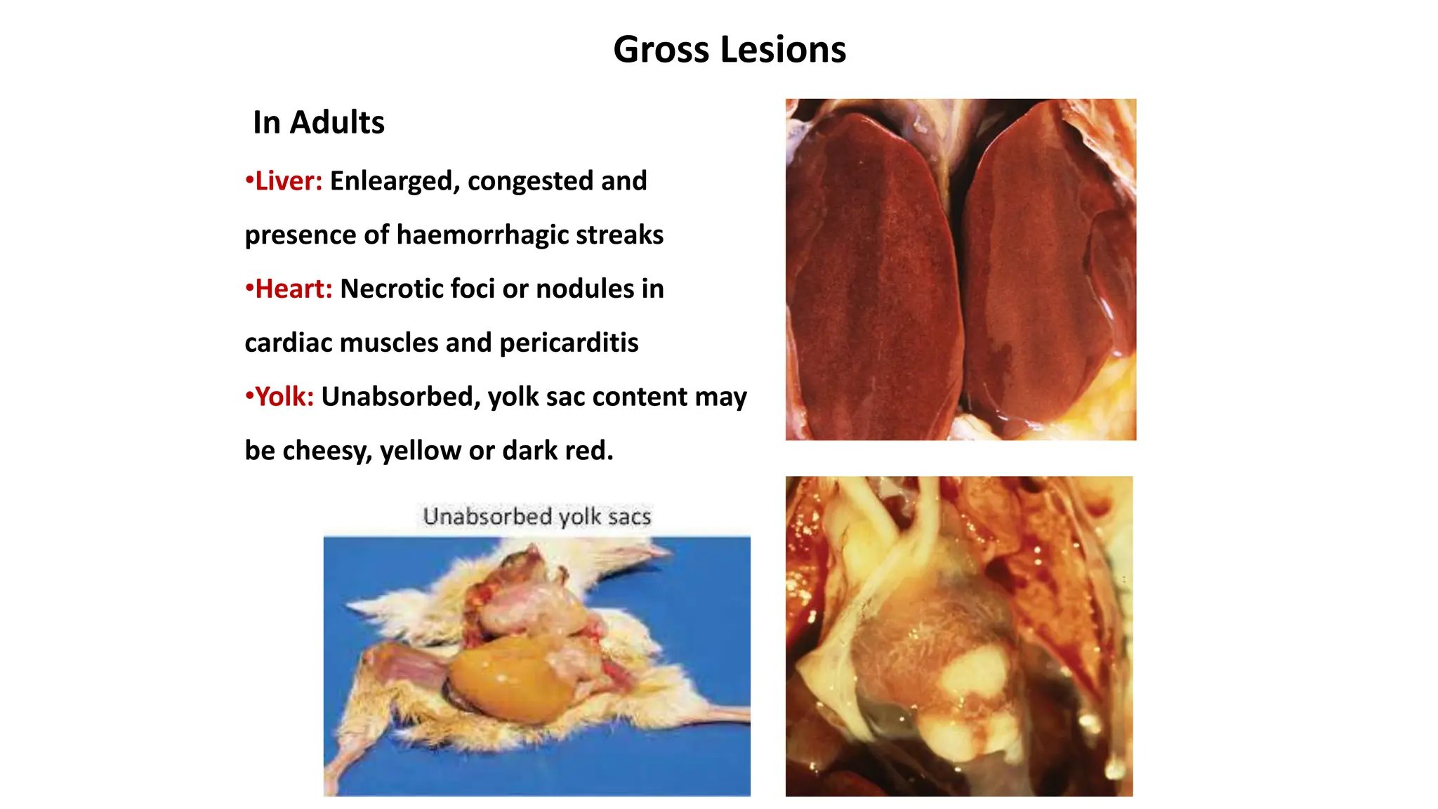 Avian Pathology.pptx