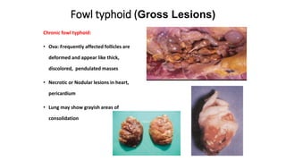 Avian Pathology.pptx
