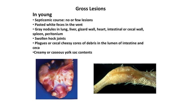 Avian Pathology.pptx