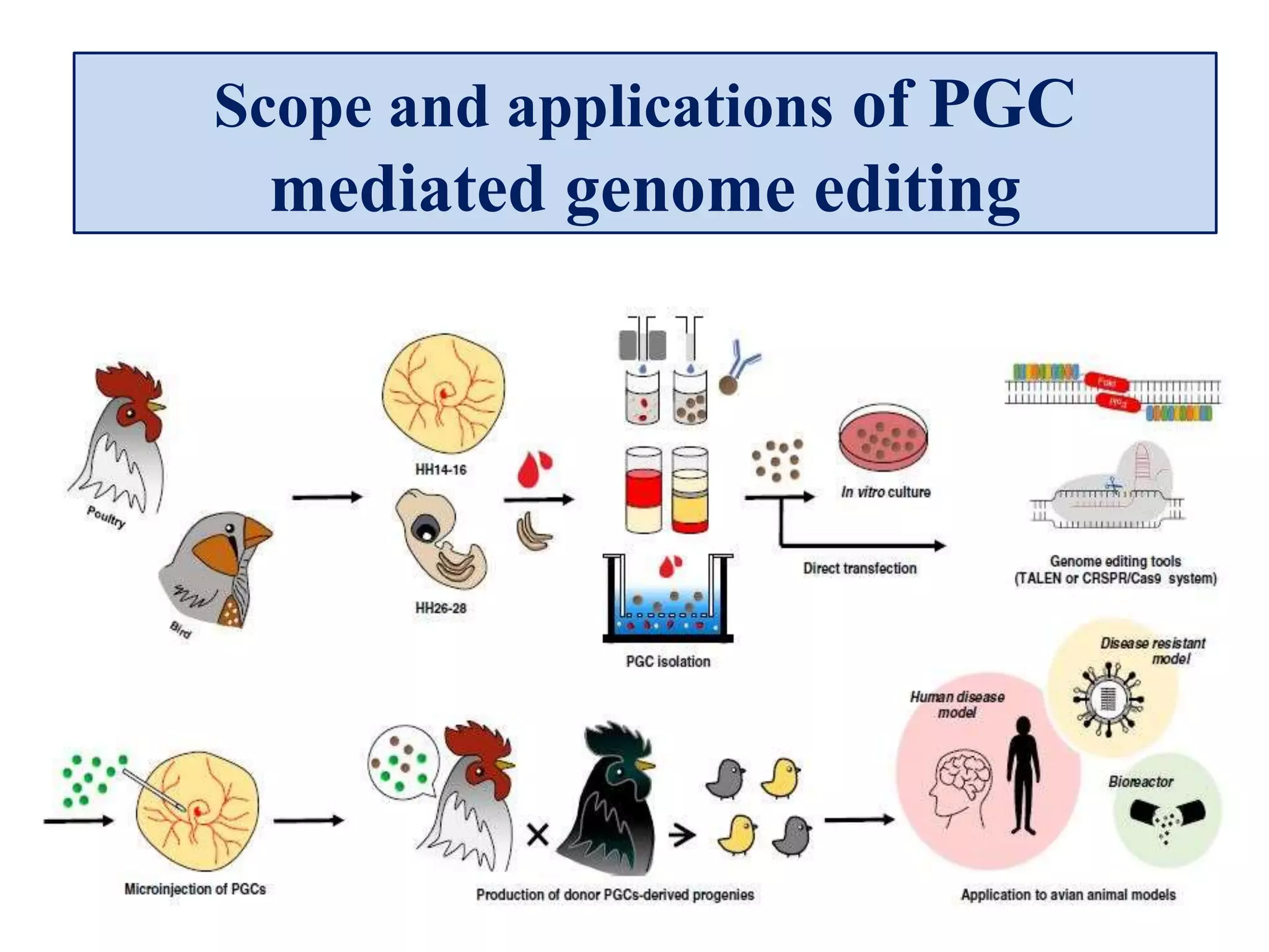 Primordial Germ Cells- A tool for avian genome manipulation | PPTX