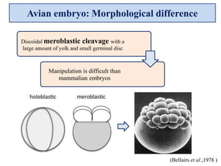 Primordial Germ Cells- A tool for avian genome manipulation | PPTX
