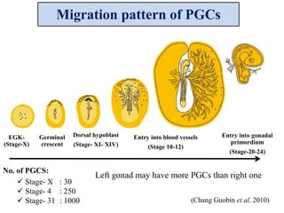 Primordial Germ Cells- A tool for avian genome manipulation | PPTX