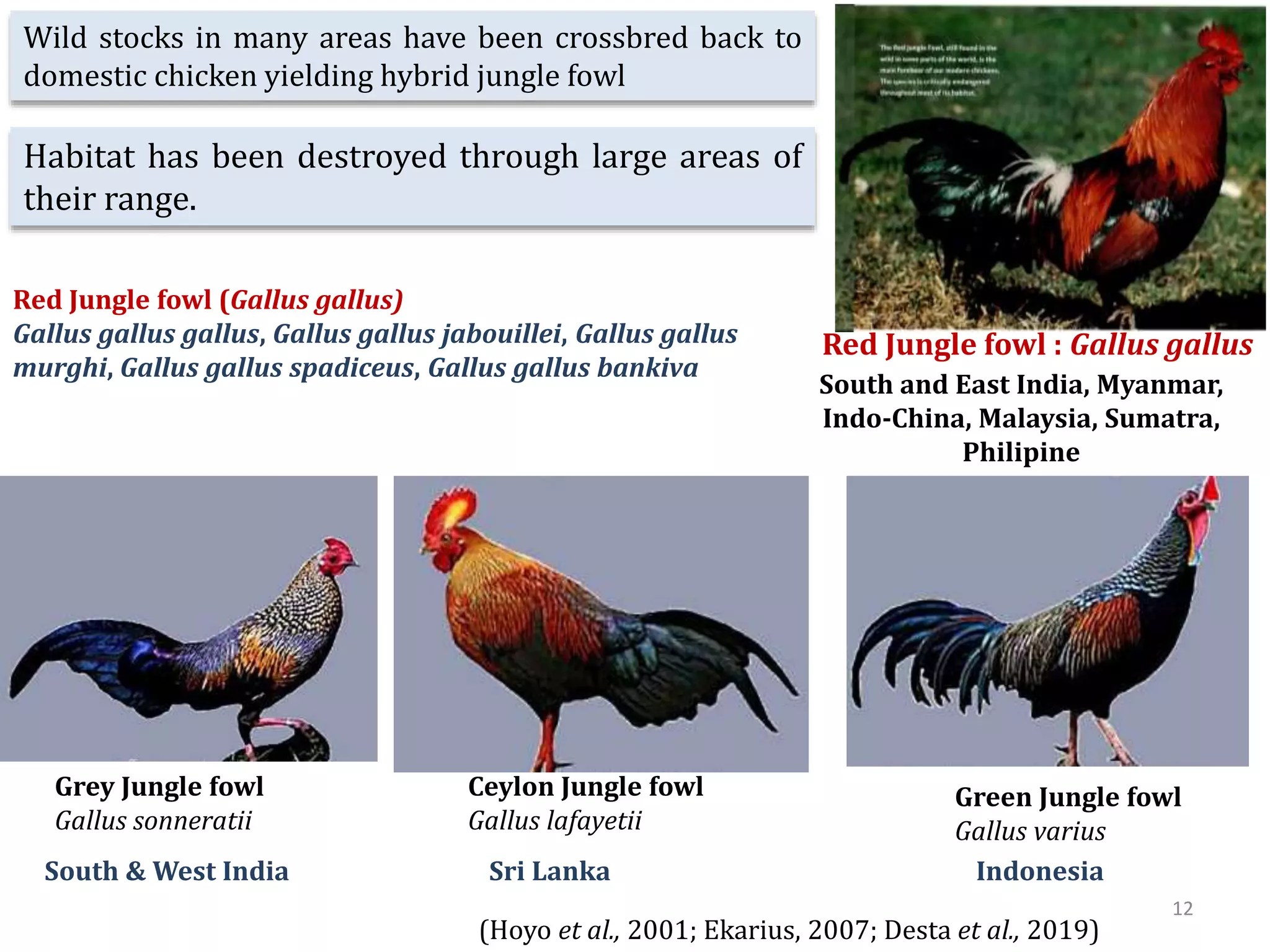 Avian plumage and its significance | PPTX