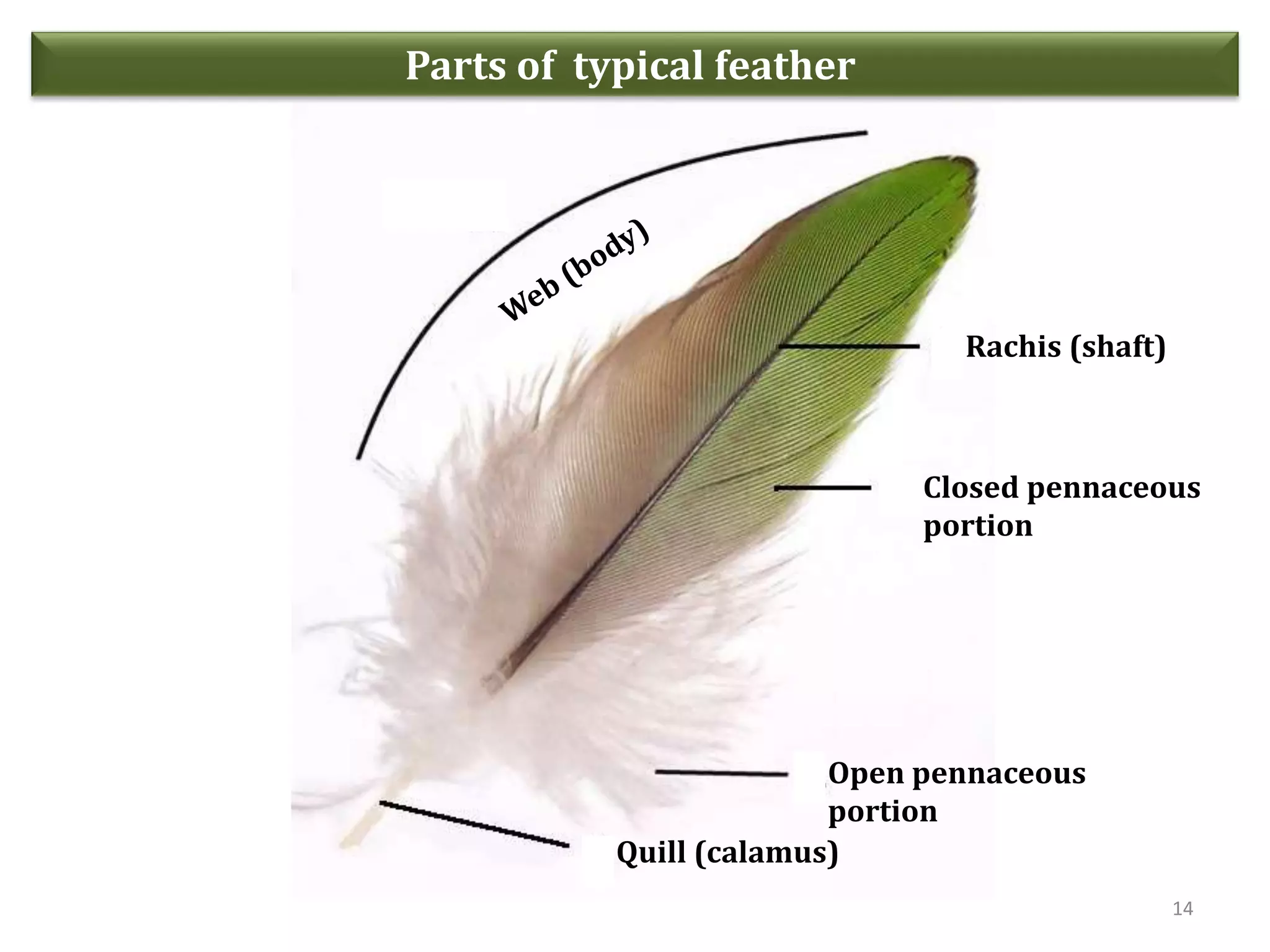 Avian plumage and its significance | PPTX