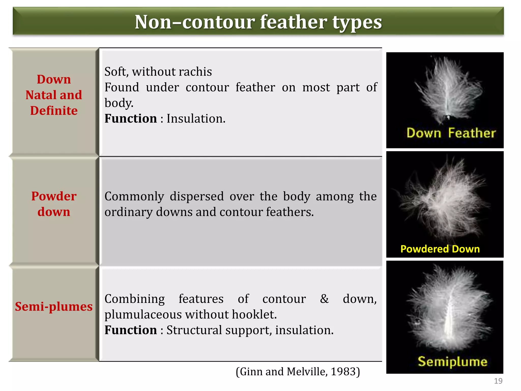 Avian plumage and its significance | PPTX