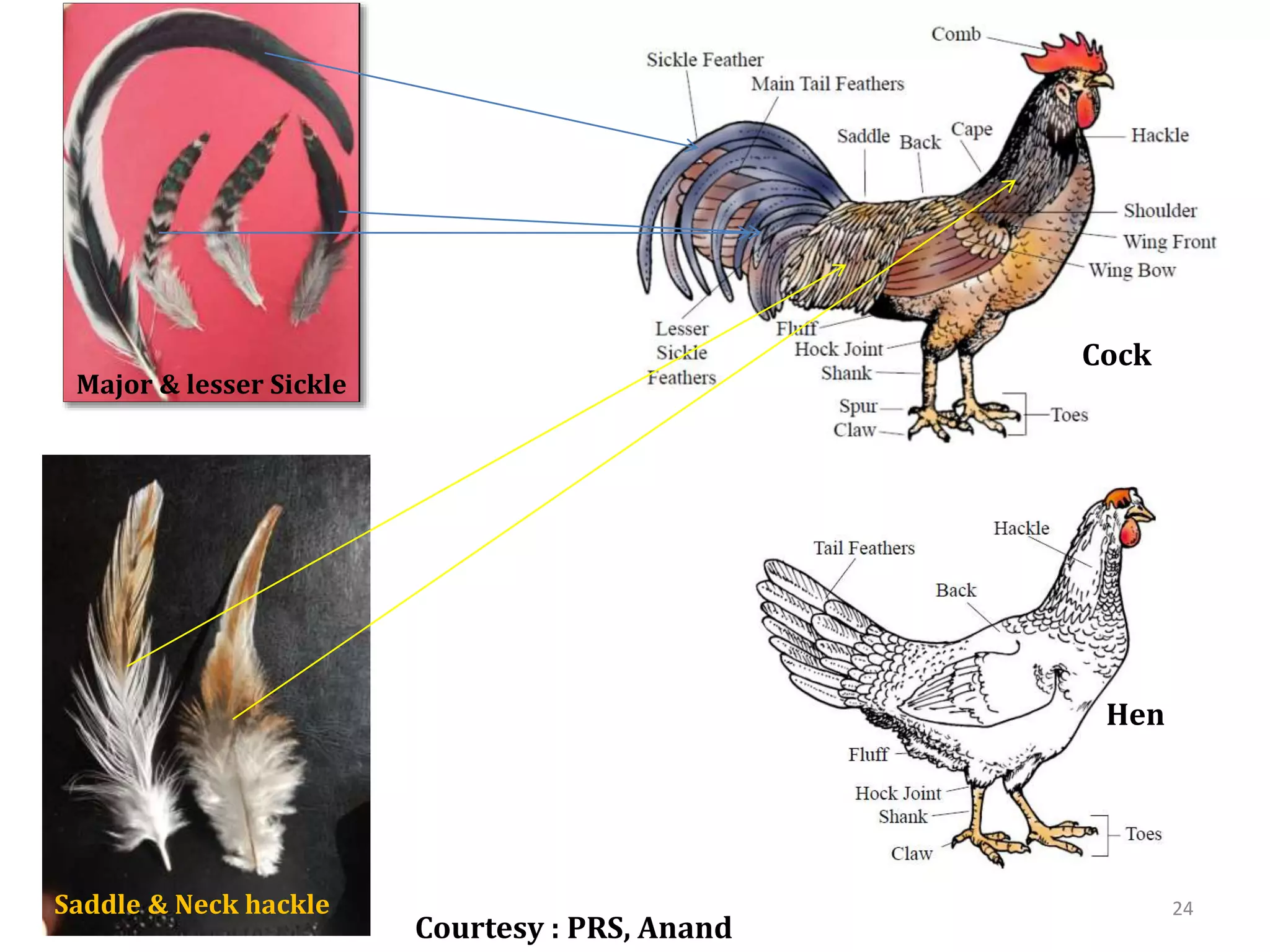 Avian plumage and its significance | PPTX