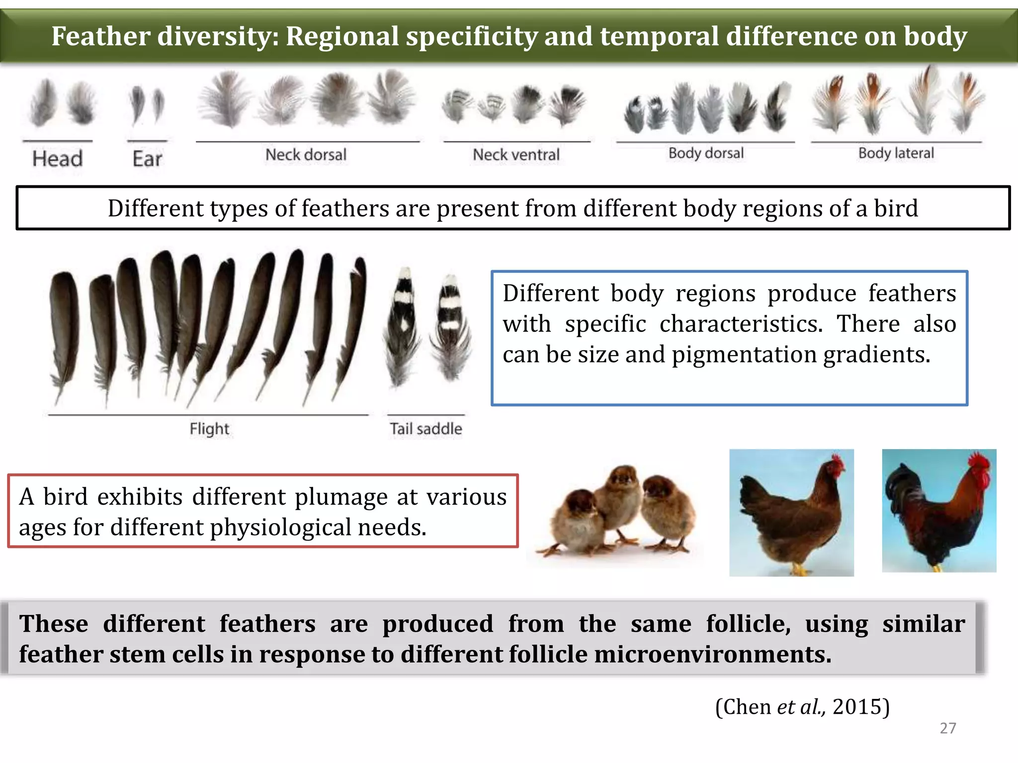 Avian plumage and its significance | PPTX