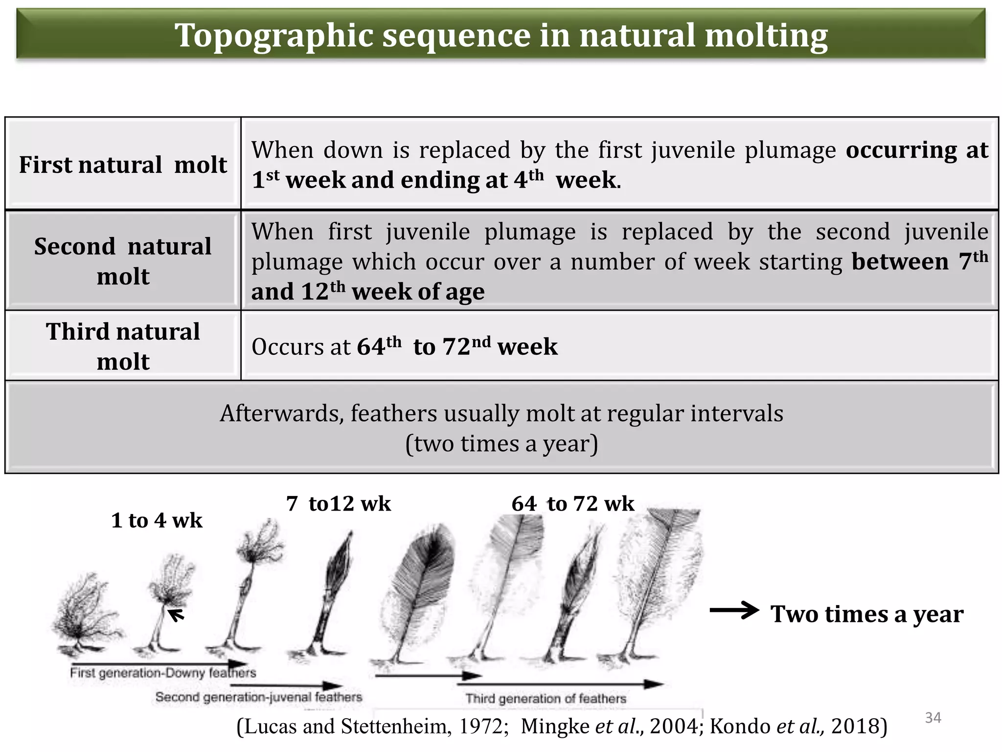 Avian plumage and its significance | PPTX