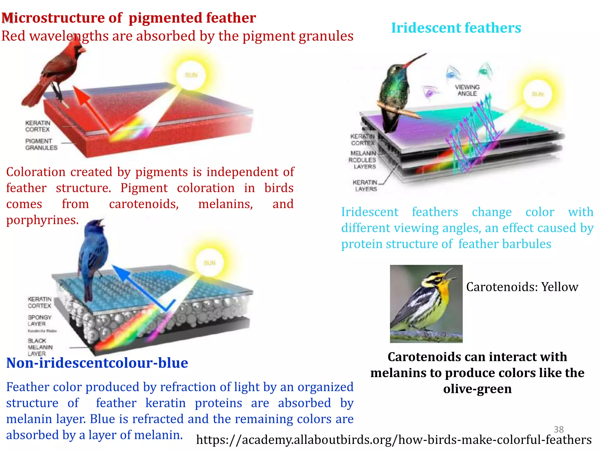 Avian plumage and its significance | PPTX