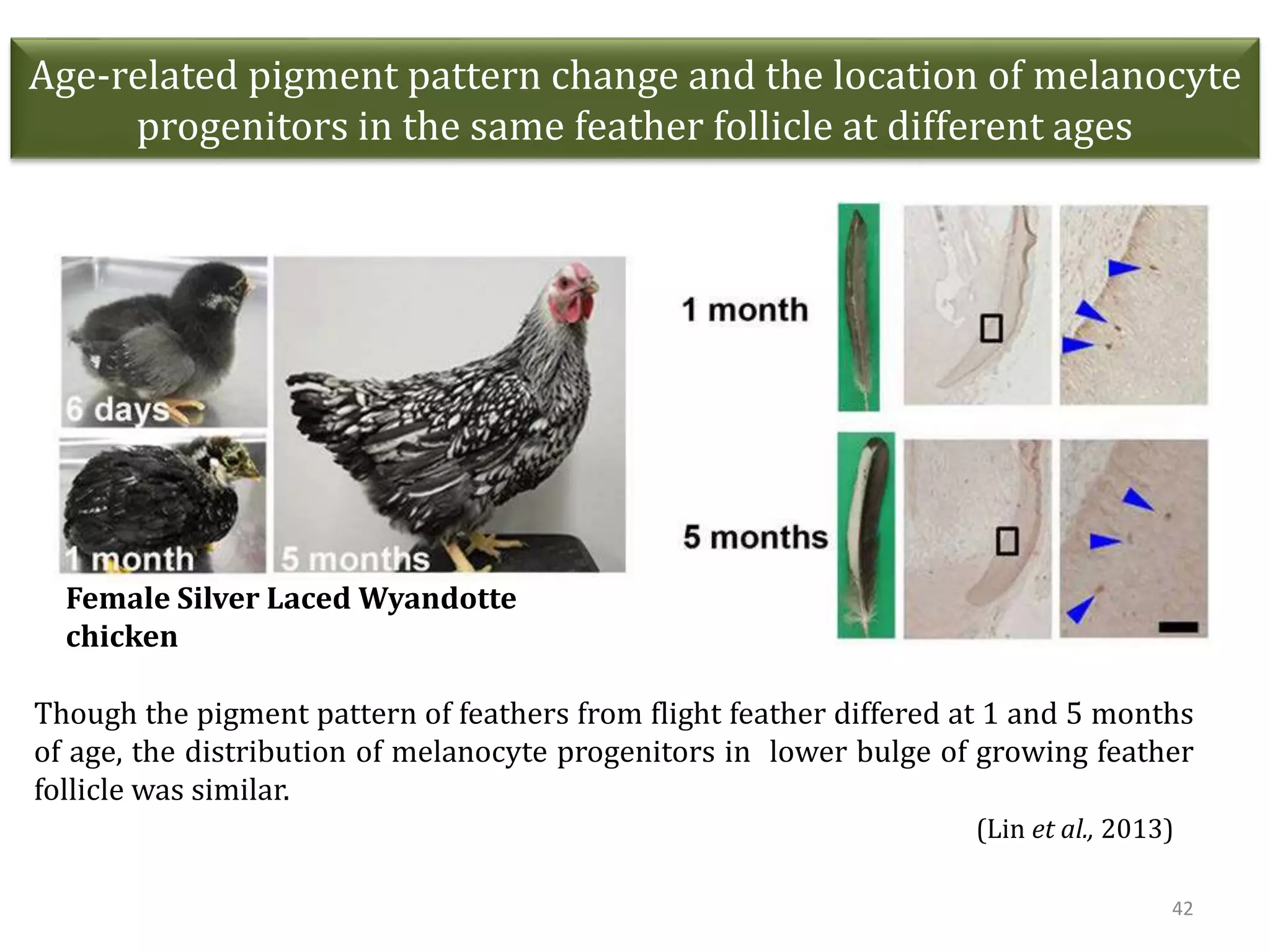 Avian plumage and its significance | PPTX