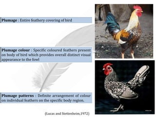 Avian plumage and its significance | PPTX