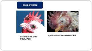 Avians (poultry )Postmortem examination. | PDF