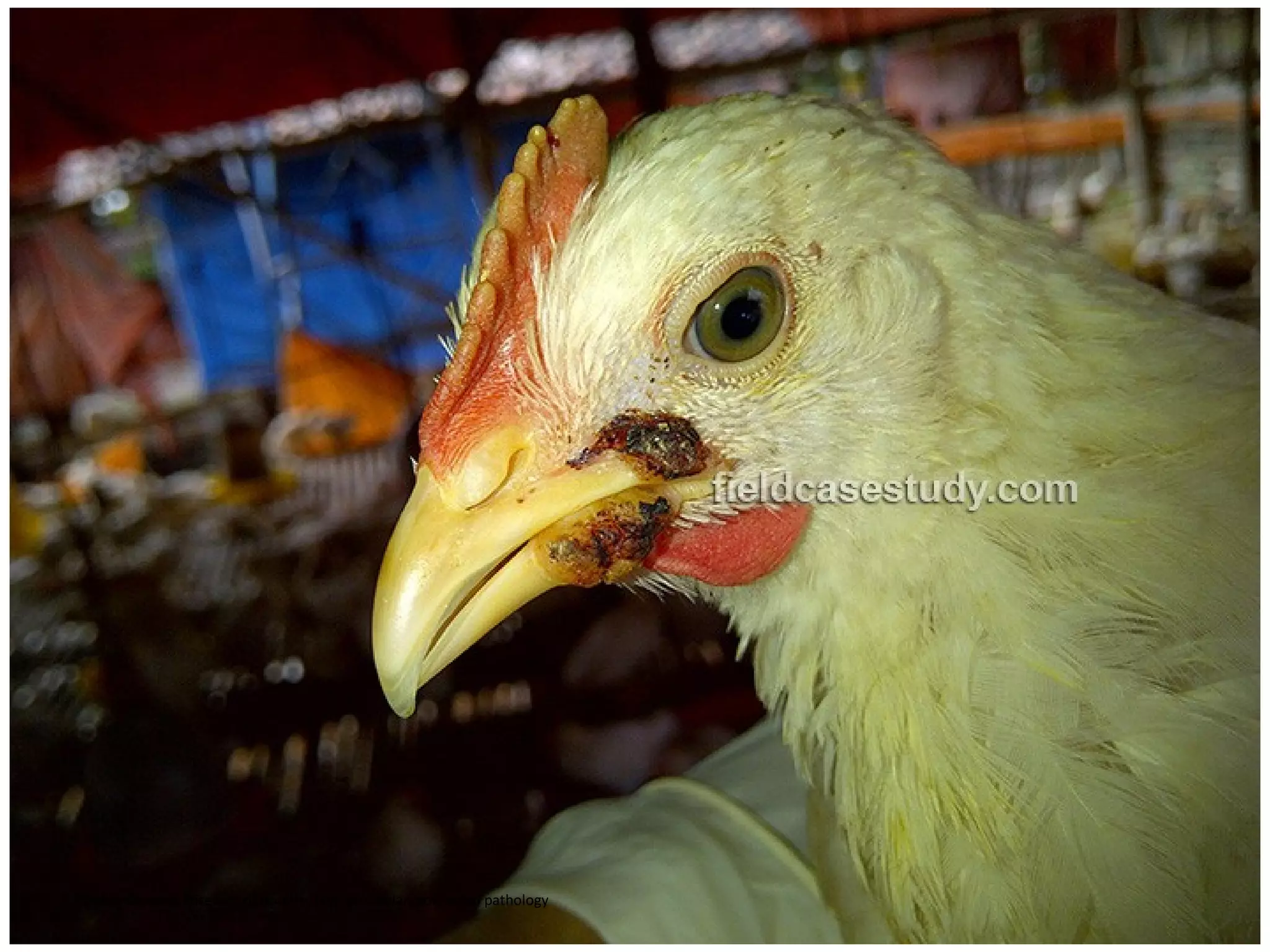 Avian pox, Fowl Pox Symptoms in Chickens | PPT