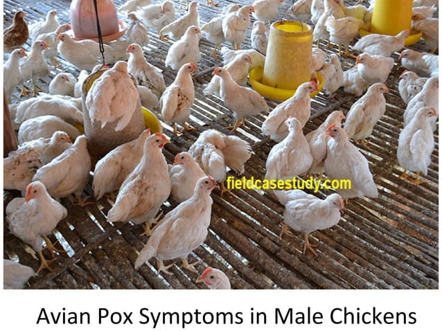 Avian pox, Fowl Pox Symptoms in Chickens