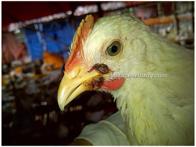 Avian pox, Fowl Pox Symptoms in Chickens