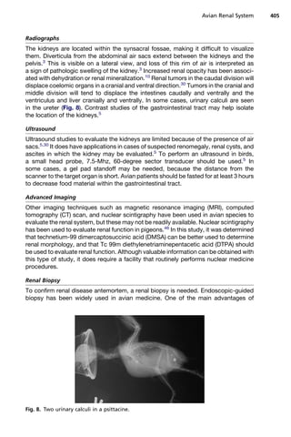 Avian Renal System.pdfAvian Renal System.pdf
