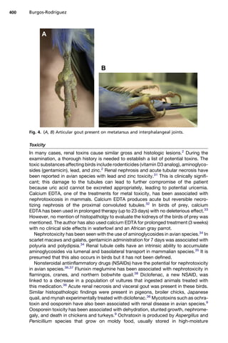 Avian Renal System.pdfAvian Renal System.pdf