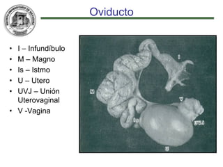 Avian reproduction | PDF