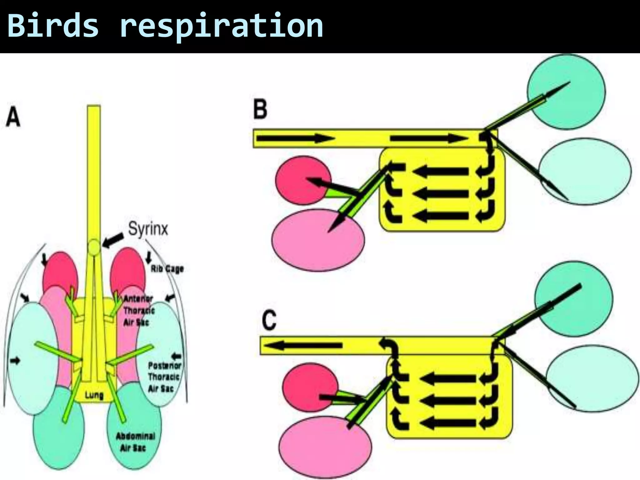 Avian respiration | PPTX