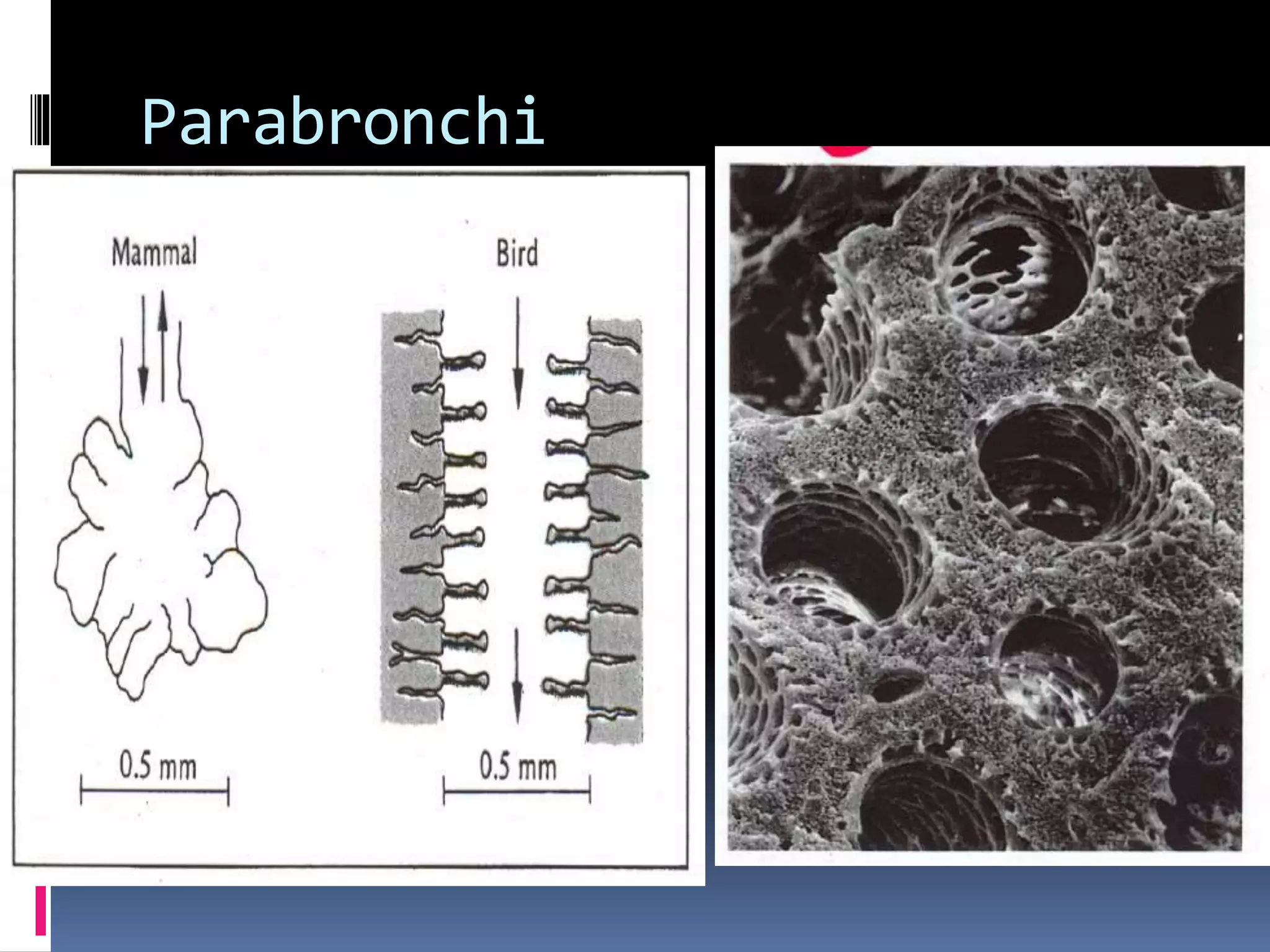 Avian respiration | PPTX