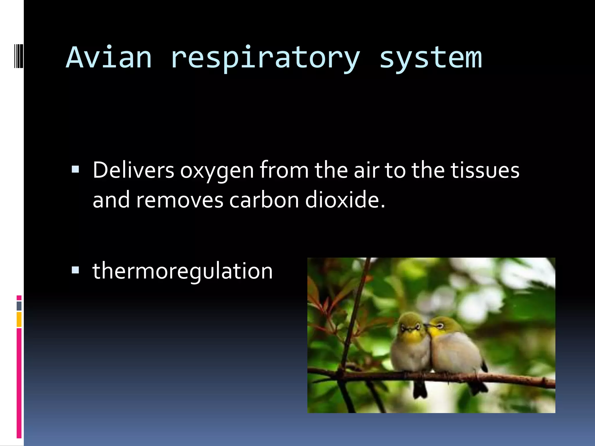 Avian respiration | PPTX