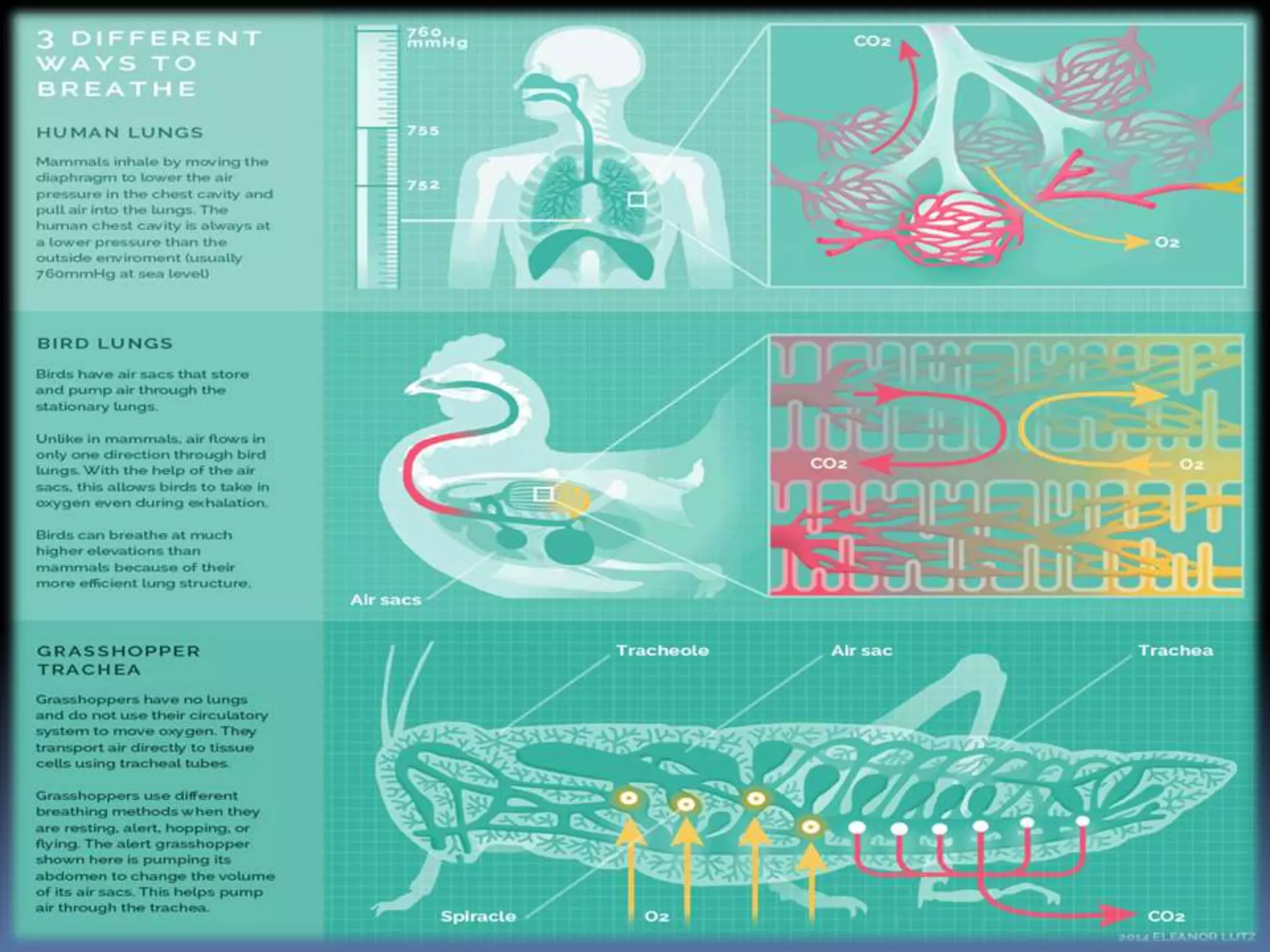 Avian respiration | PPTX