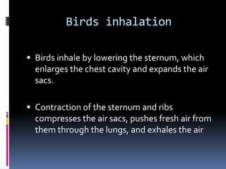 Avian respiration | PPTX
