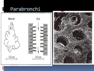 Avian respiration | PPTX