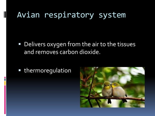 Avian respiration | PPTX