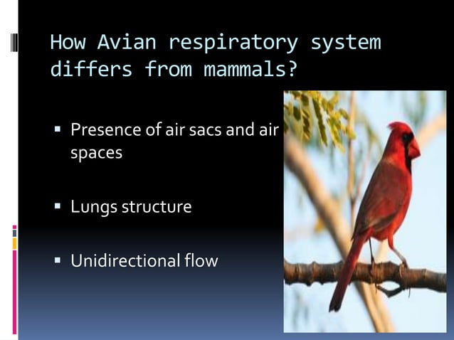 Avian respiration | PPTX