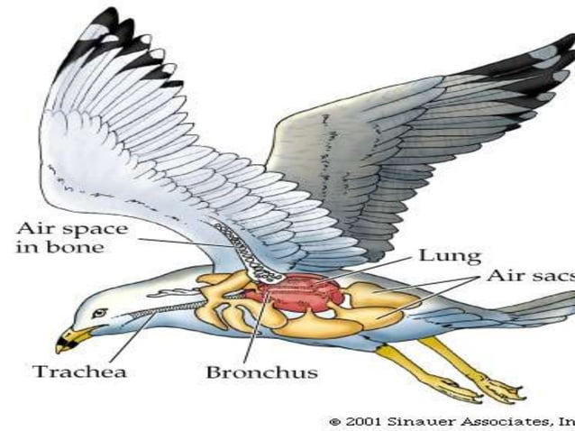Avian respiration | PPTX