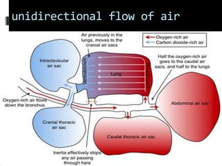 Avian respiration | PPTX