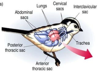 Bird Respiratory System Bronchi