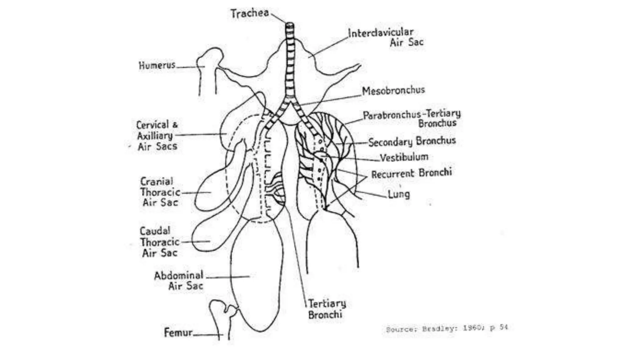 Avian Respiratory System.pptx