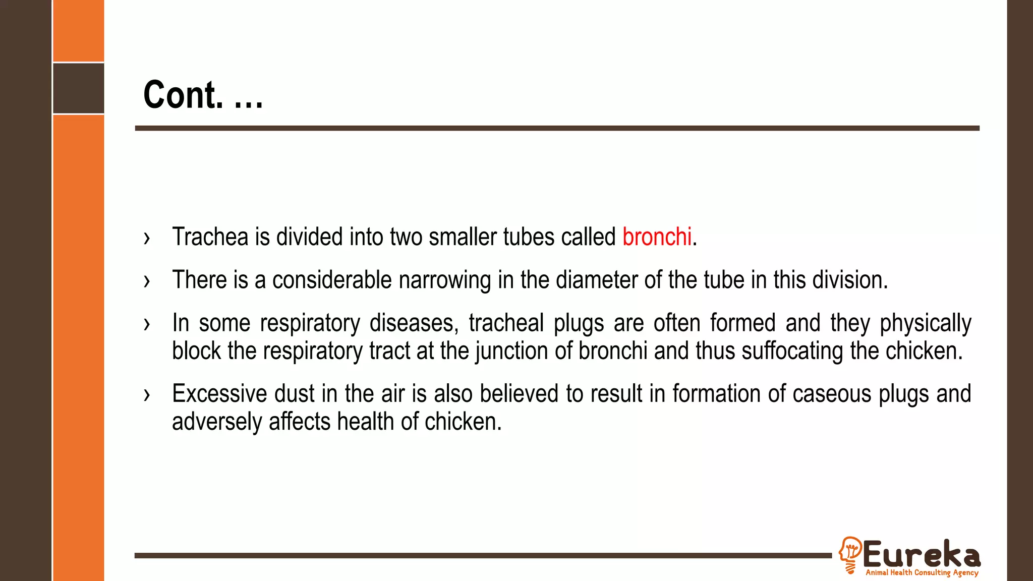 Avian Respiratory System.pptx