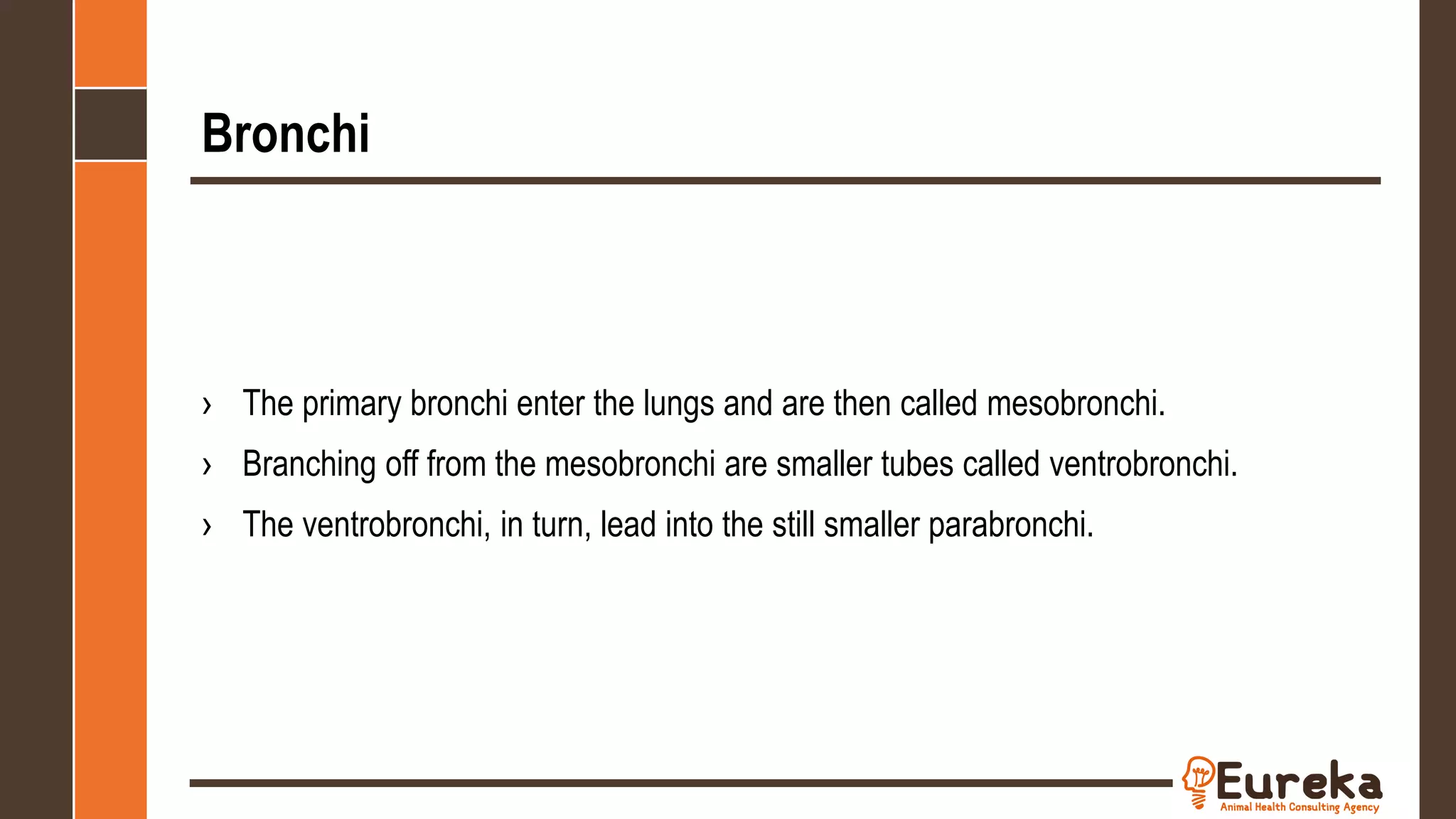 Avian Respiratory System.pptx