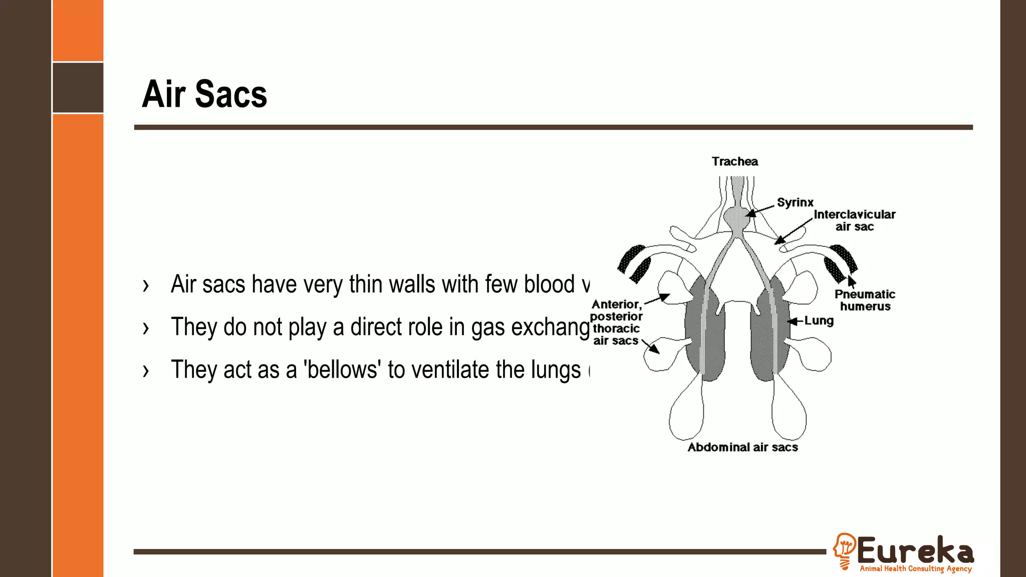 Avian Respiratory System.pptx