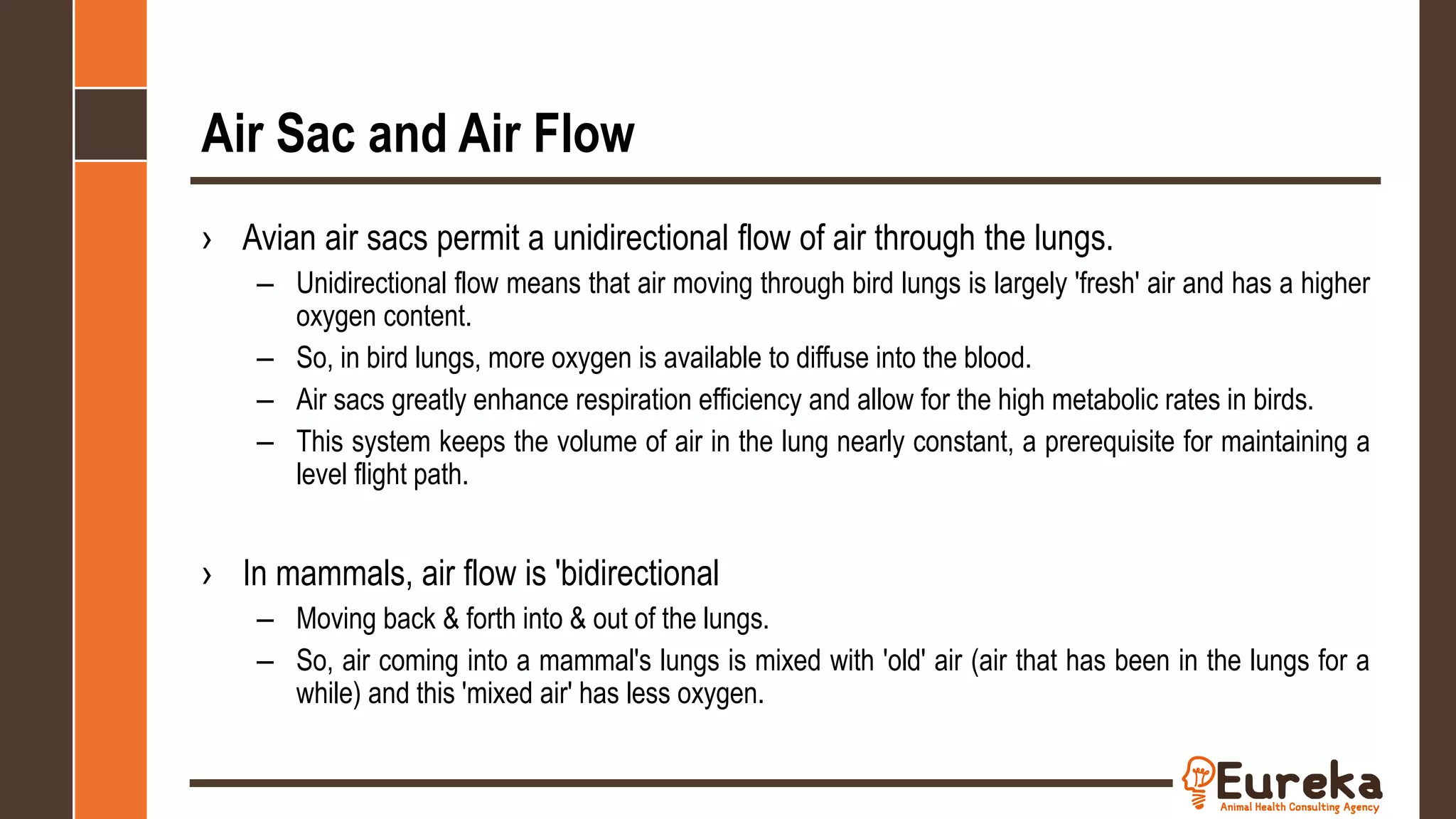 Avian Respiratory System.pptx