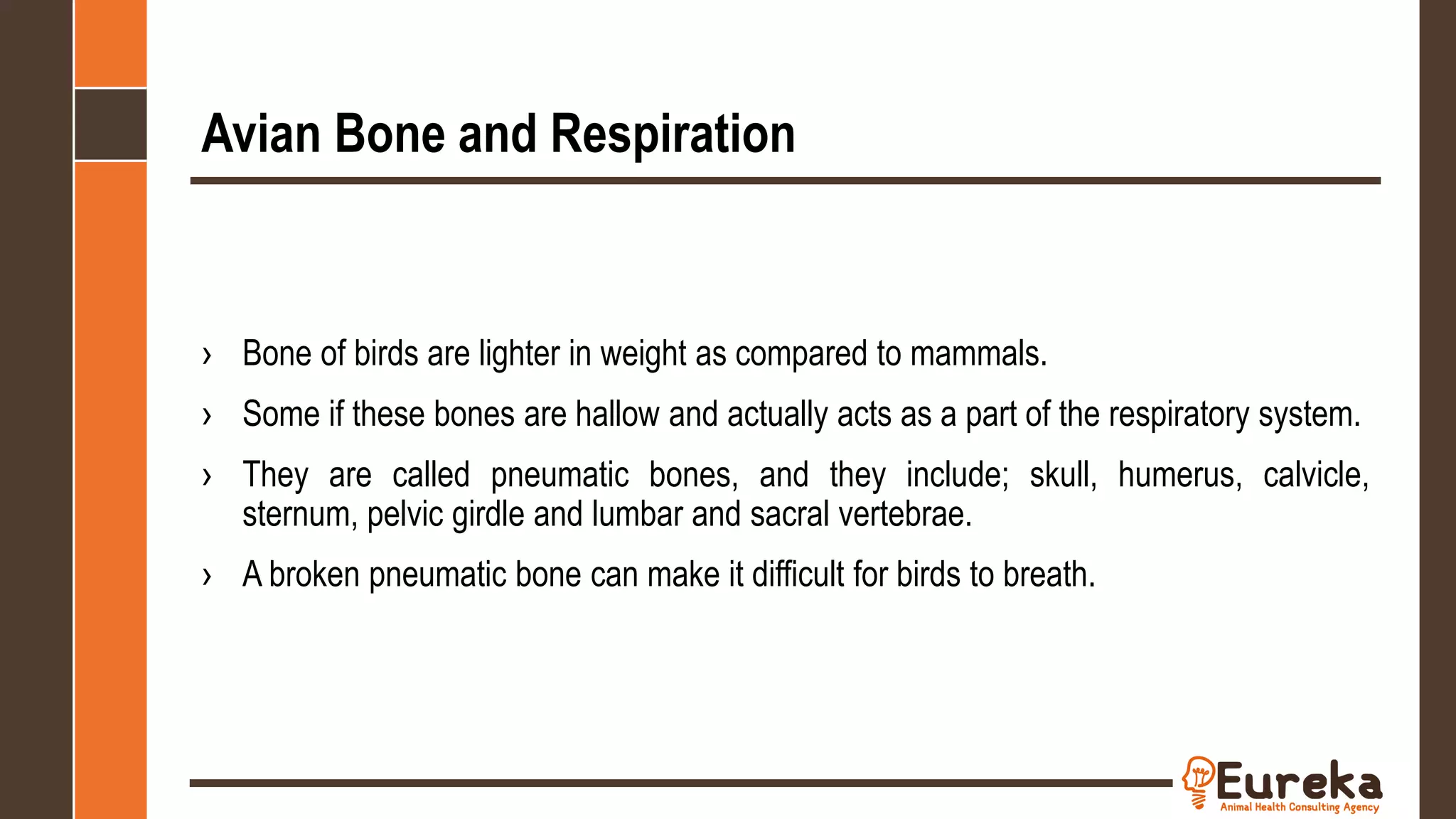 Avian Respiratory System.pptx